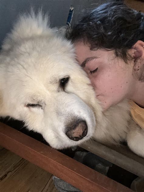 Lilly Peacefully Passed Away Last Night Rgreatpyrenees