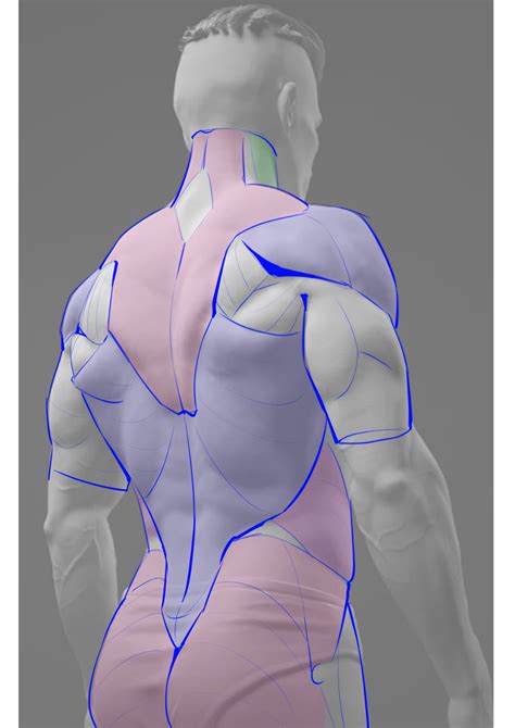 男性肌肉应该怎么画？大木画画插画师作品涂鸦王国 Anatomy Reference Human Anatomy