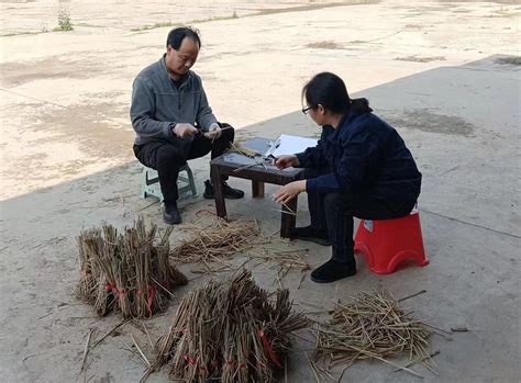 华阳河农场公司开展小麦赤霉病稻桩带菌监测安徽省华阳河农场