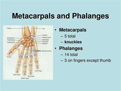 Ppt Skeletal System Powerpoint Presentation Free Download Id2081038