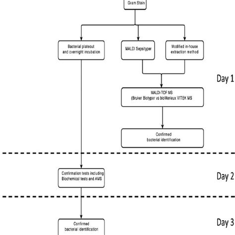 Workflow And Cost Comparison Of Routine Identification And Maldi Tof Ms Download Scientific
