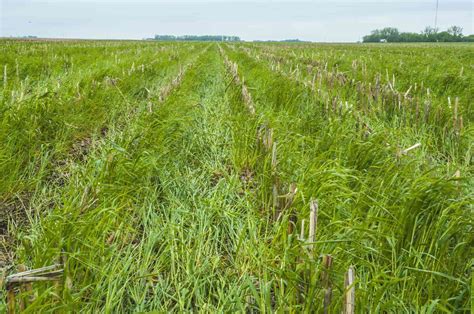 Why Does The Game Encourage Crop Rotation Storables