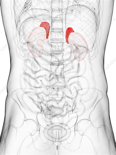 Male Adrenal Glands Illustration Stock Image F0383584 Science