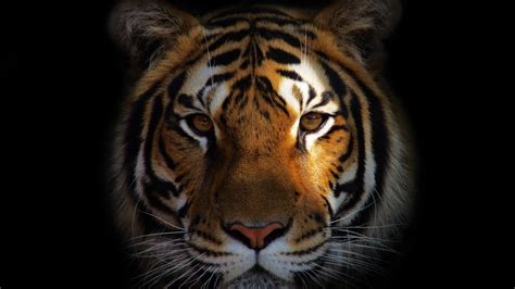 20 Top 4k Desktop Wallpaper Lion You Can Save It Free Aesthetic Arena