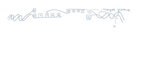Solved The Restriction Enzyme Ecori Recognizes The Dna Sequence 5