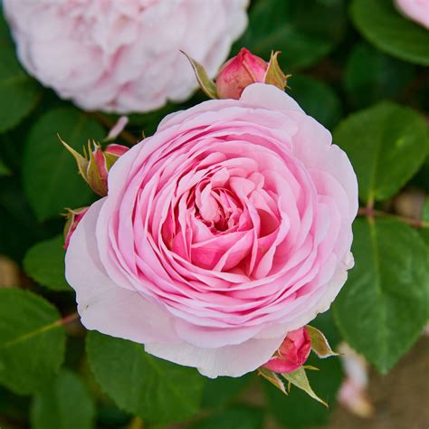 Rosa Olivia Rose Austin Rose Olivia Rose Austin G Nstig Kaufen