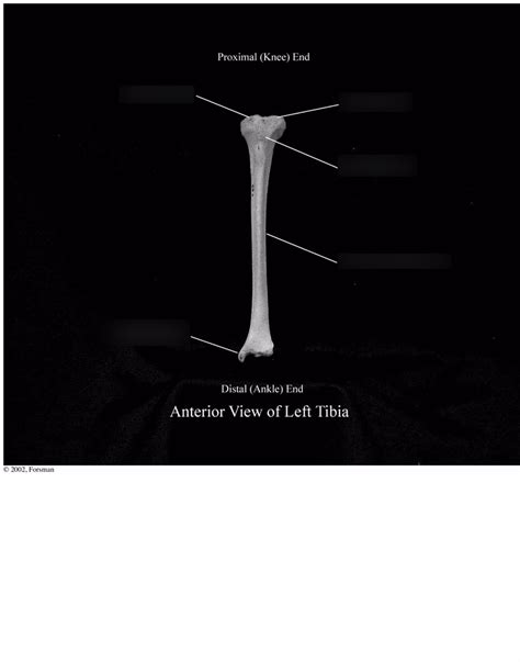 Anterior Tibia Diagram Quizlet Anterior Tibia Diagram Quizlet