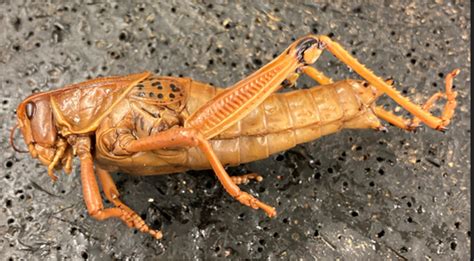 Grasshopper Anatomy Diagram Quizlet
