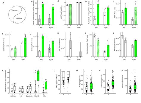 In Vivo Validation In Cancer Models A Schematic Representation Of The