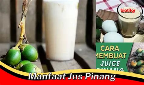 Temukan Manfaat Jus Pinang Yang Jarang Diketahui Biotifor