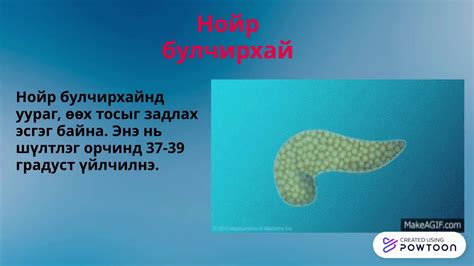 Хоол боловсруулах эрхтэн тогтолцоо Youtube