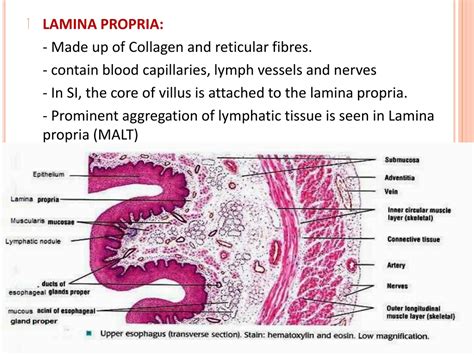 Ppt Histology Of Digestive System Oesophagus Stomach Fundus