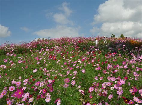 コスモス 国営讃岐まんのう公園