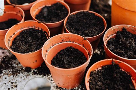 Yucca Plant Care How To Grow And Care For Yuca Tree Indoors