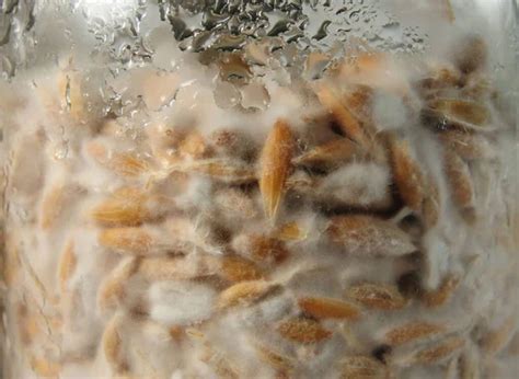 First Signs Of Mycelium Growth When And What To Look For 🐝