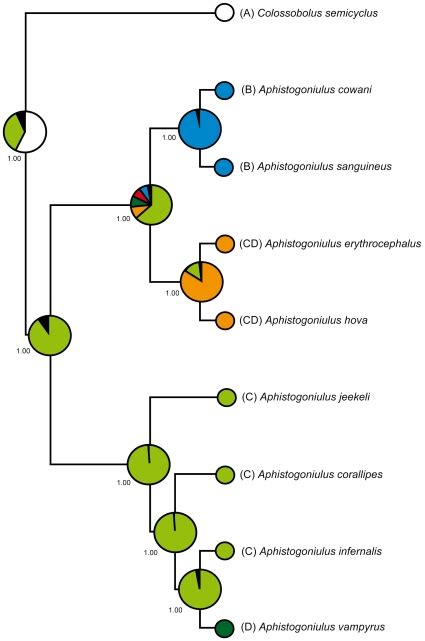 Pie Charts At Internal Nodes Show Calculated Probabilities Of Download Scientific Diagram