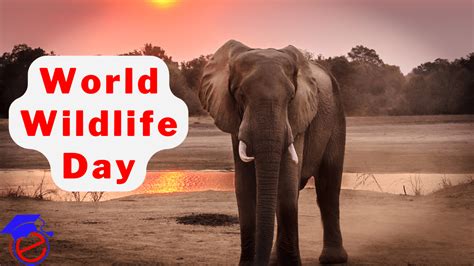 World Wildlife Day 2024 History Theme And Conservation Efforts