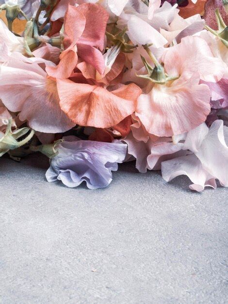 Fleurs De Pois Sucr S Avec Espace Libre Pour Le Texte Photo Premium