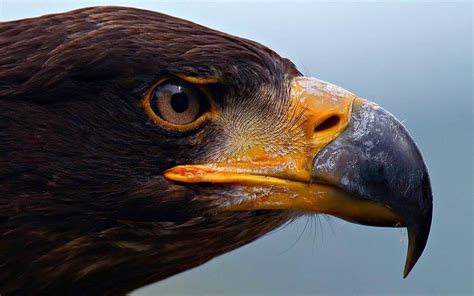 Top 10 Most Largest Birds Species In The World Depth