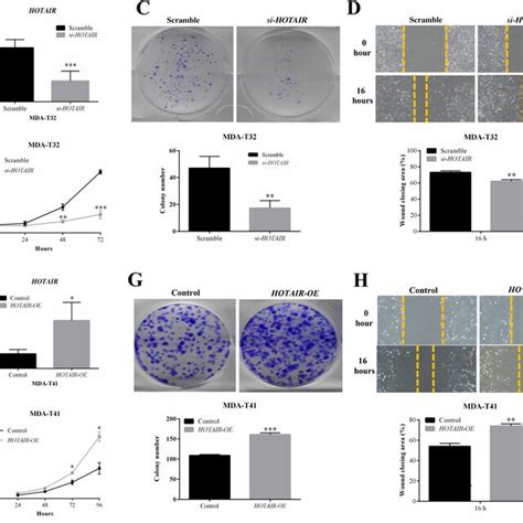 Modulation Of Hotair Expression In Ptc Cells Regulates Cell Cycle A