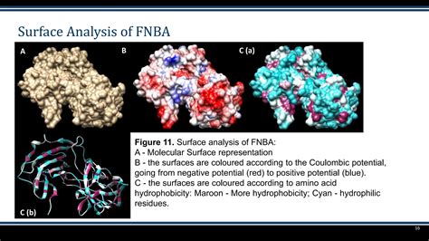 Protein Protein Complex Structural Analysis Of Human Fibronectin And