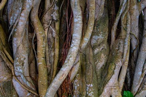 Image Of A Bot Tree On The River Bank A Wonderful View Of The River