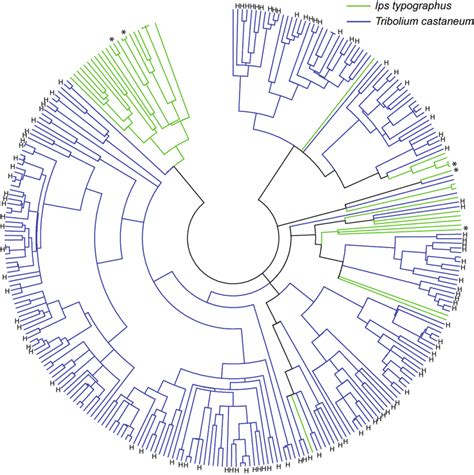 maximum likelihood dendrogram based on multiple alignment of odorant