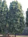 Indian Mirror Geography Indian Flora And Fauna State Trees And