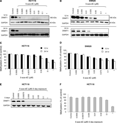 Dnmt1 Expression Is Highly Sensitive To 5 Aza Dc Treatm Open I
