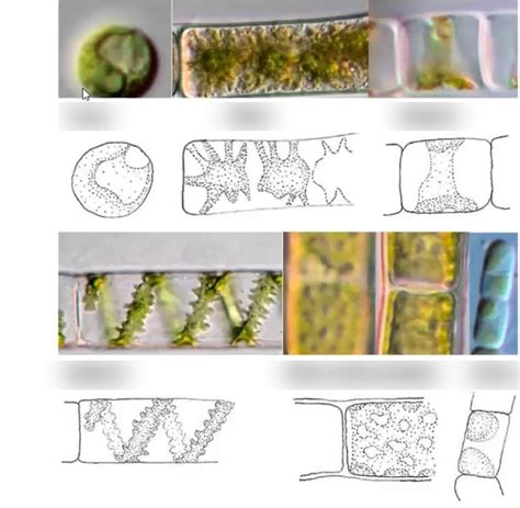 Algae Chloroplast Arrangement Diagram Quizlet
