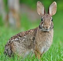 Eastern Cottontail Wikipedia