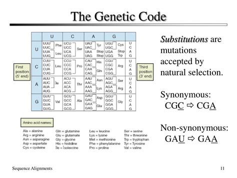 Ppt Sequence Alignments And Dynamic Programming Powerpoint