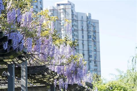 紫藤花开正盛快来邂逅春日限定浪漫 紫色 长阳 美景