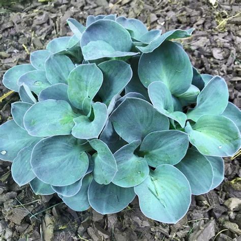 Platago 200 Hosta Seeds Blue Mouse Ear Hosta Plants Seeds Perennial