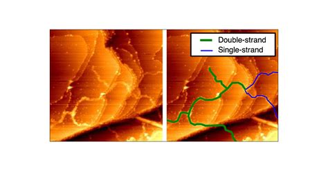 Scanning Tunneling Microscope Dna