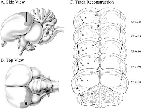 figure 1 from neural correlates of directed forgetting in the avian