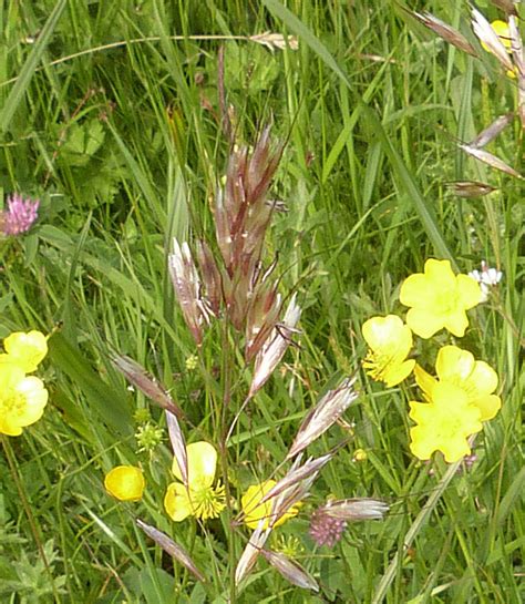 Downy Oat Grass Naturespot