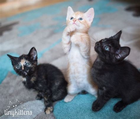Adorable Cute Kittens