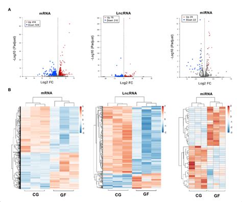 differentially expressed transcripts and gene profiles in gf and cg