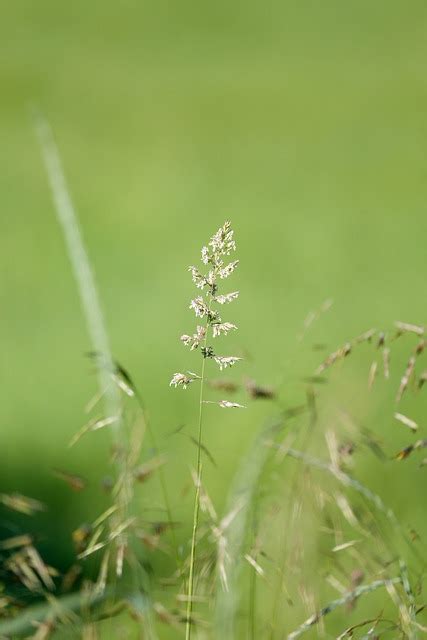 Grass Stalks Green Free Photo On Pixabay Pixabay