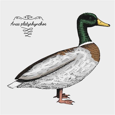 Premium Vector Hand Drawn Realistic Bird Sketch Graphic Style