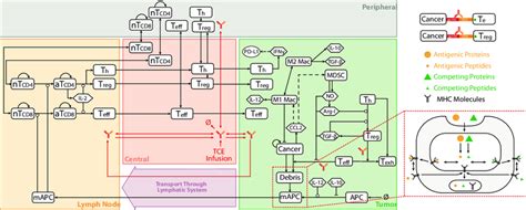 Qsp Model Diagram The Model Is Divided Into Four Compartments Download Scientific Diagram