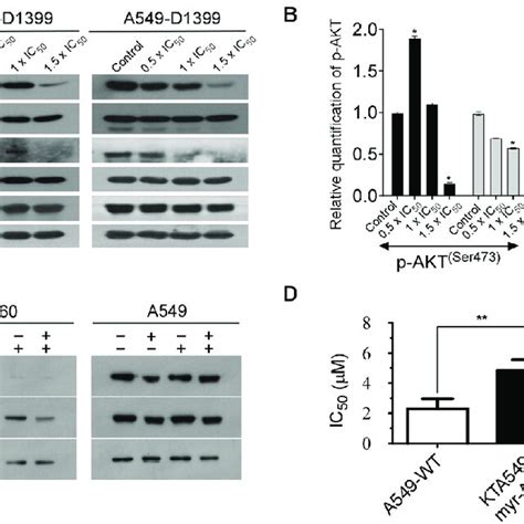D1399 Induces The Ros Dependent Inactivation Of The Akt Signaling