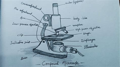 How To Draw Compound Microscope Microscope Drawing Microscope 5649361