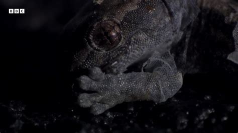 These Female Lizards Lay Eggs Without Mating South Pacific Bbc Earth