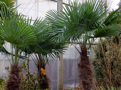Plantes méditerranéennes en Centre Bretagne Pépinières de Port de Carhaix