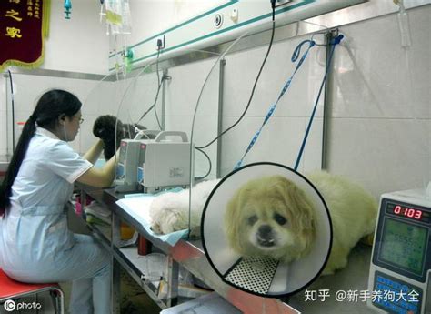多地出现比异烟肼更恐怖的毒狗方式，狗无精打采慢性致命更难察觉 知乎