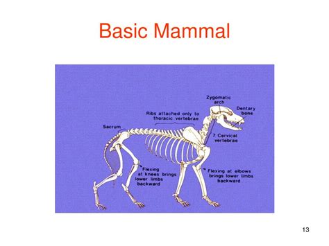 Ppt Class Mammalia Powerpoint Presentation Free Download Id6037414