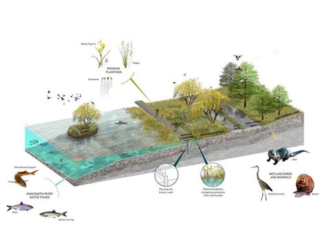Bildresultat För Phytoremediation Section Landscape Architecture