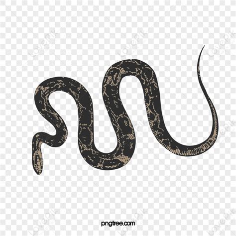Crawling Snake Python Terror Hunting Png Transparent Background And